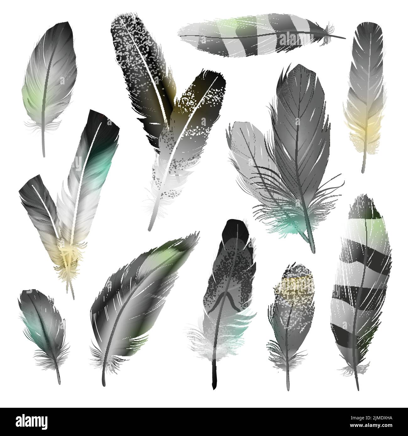 Bird black and white realistic feathers set isolated vector ...