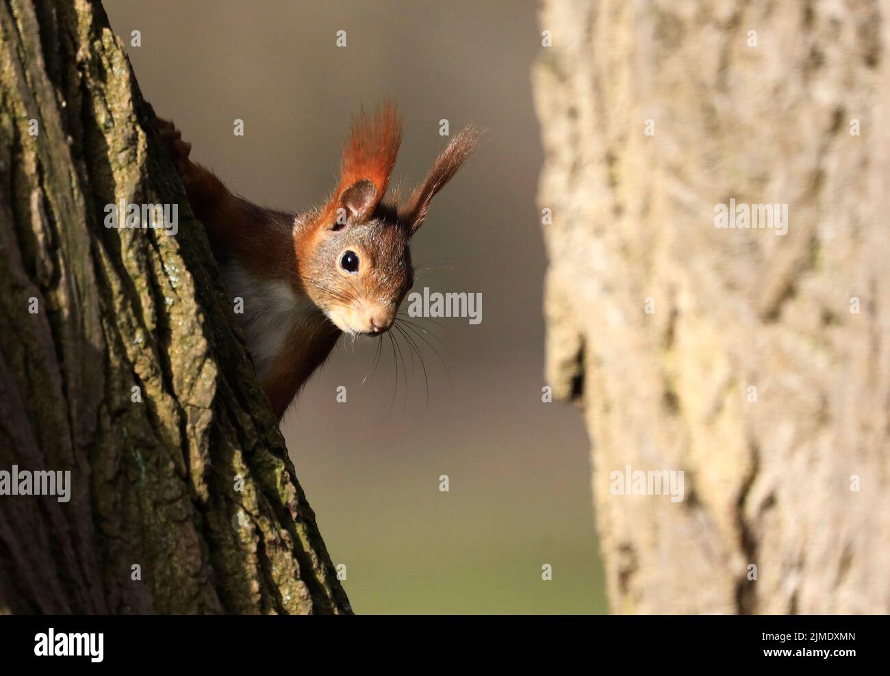 Red squirrel behind a tree trunk hi-res stock photography and images ...