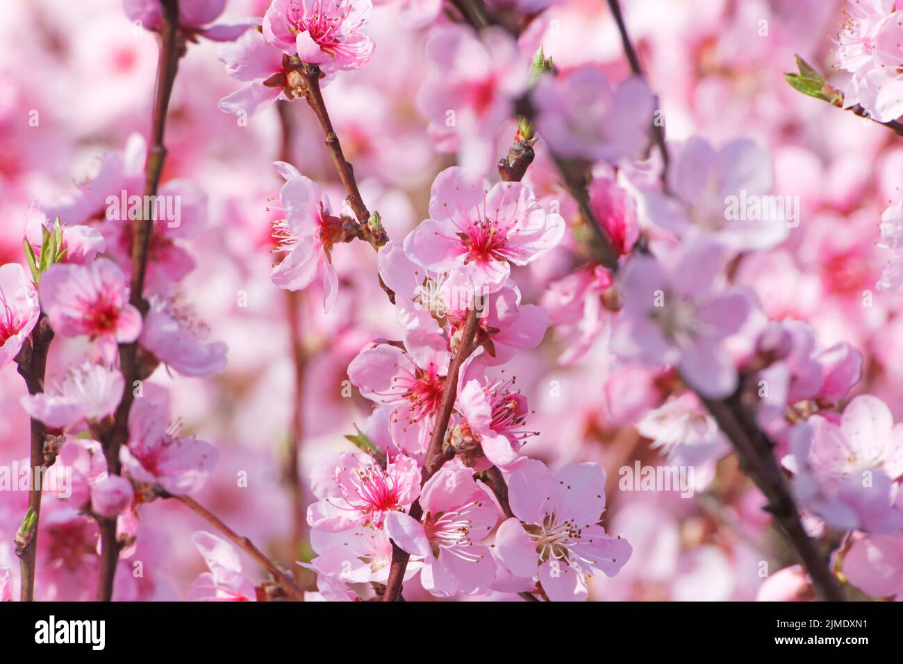 Beautiful pink blossoming peach flowers hi-res stock photography and ...