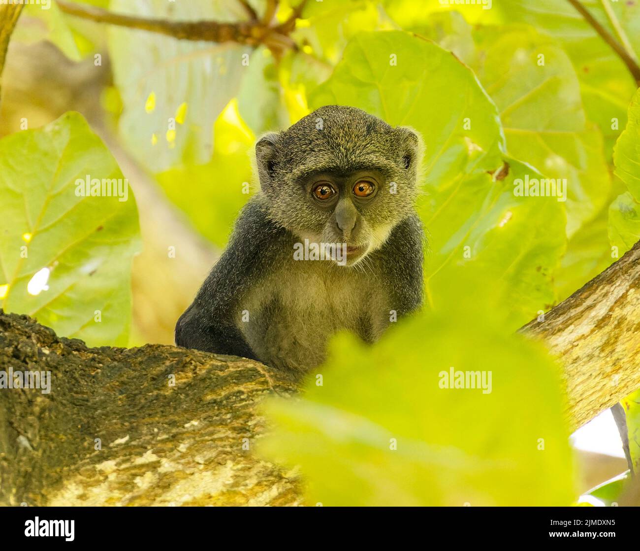 White-throated Monkey (cercopithecus albogularis) in a tree, Kenya ...