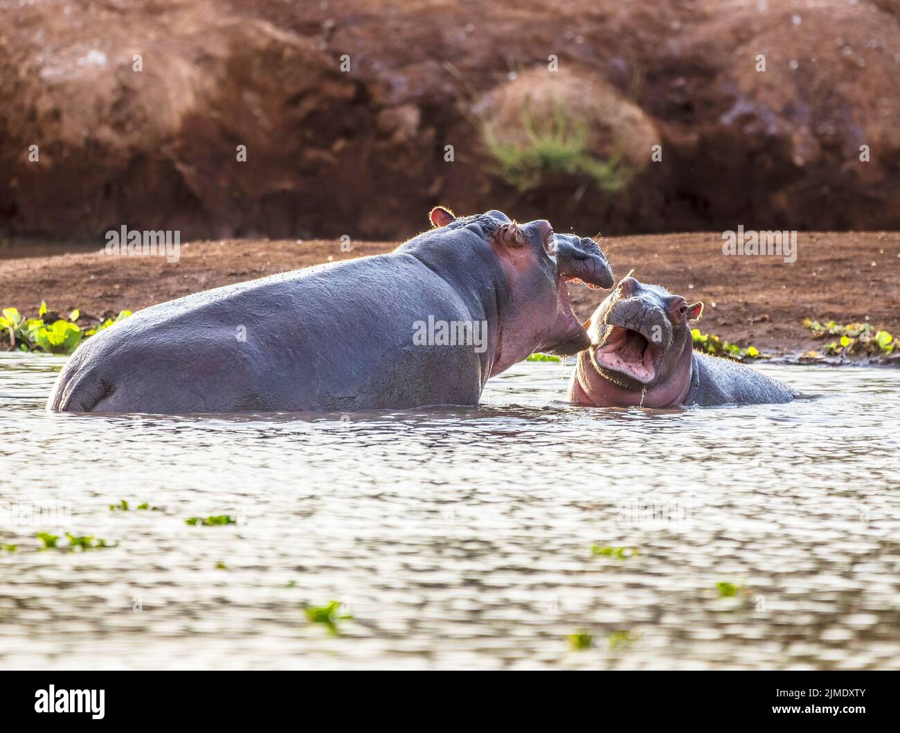 West african hippopotamus hi-res stock photography and images - Alamy