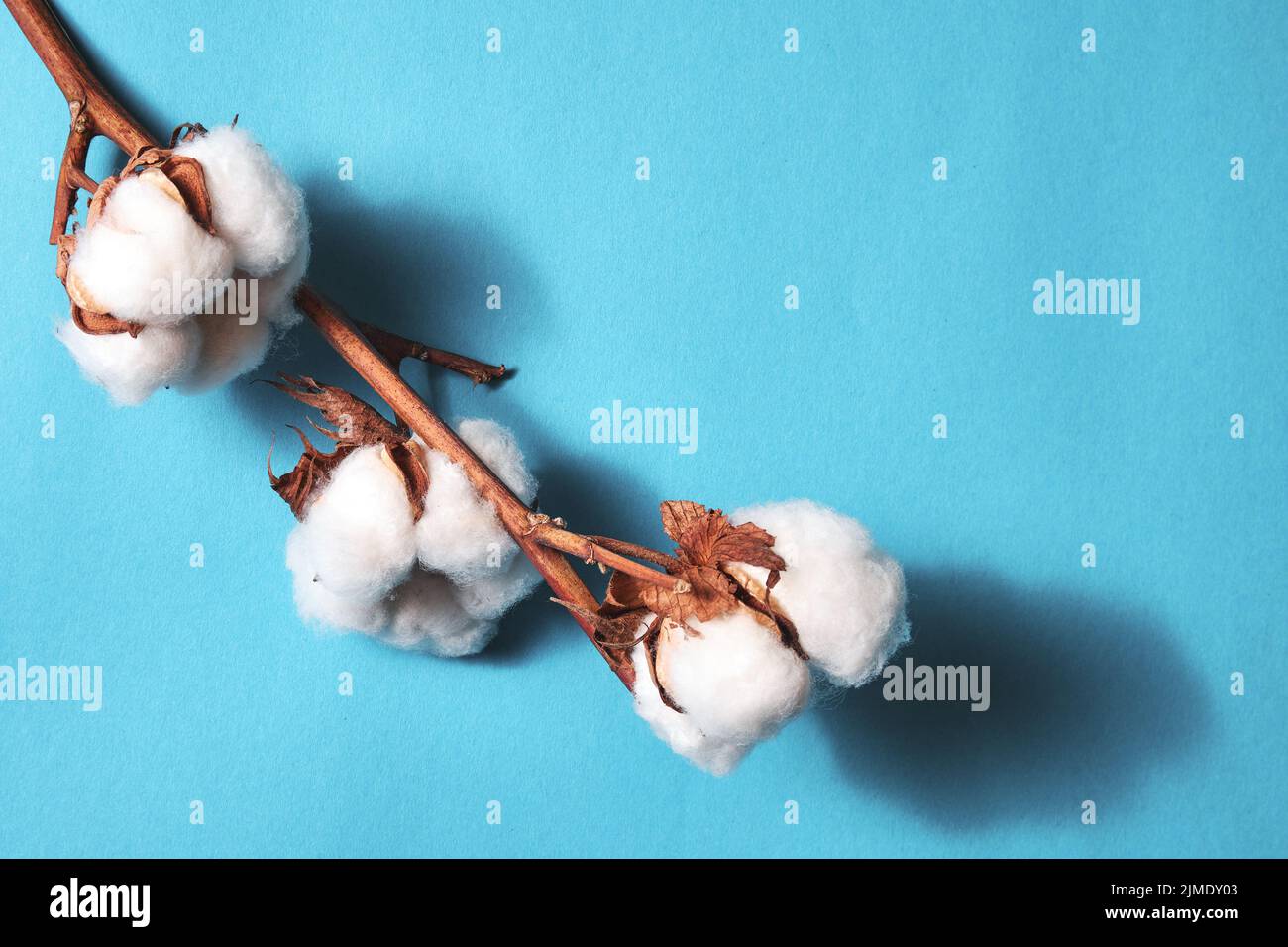Natural cotton branch hi-res stock photography and images - Alamy