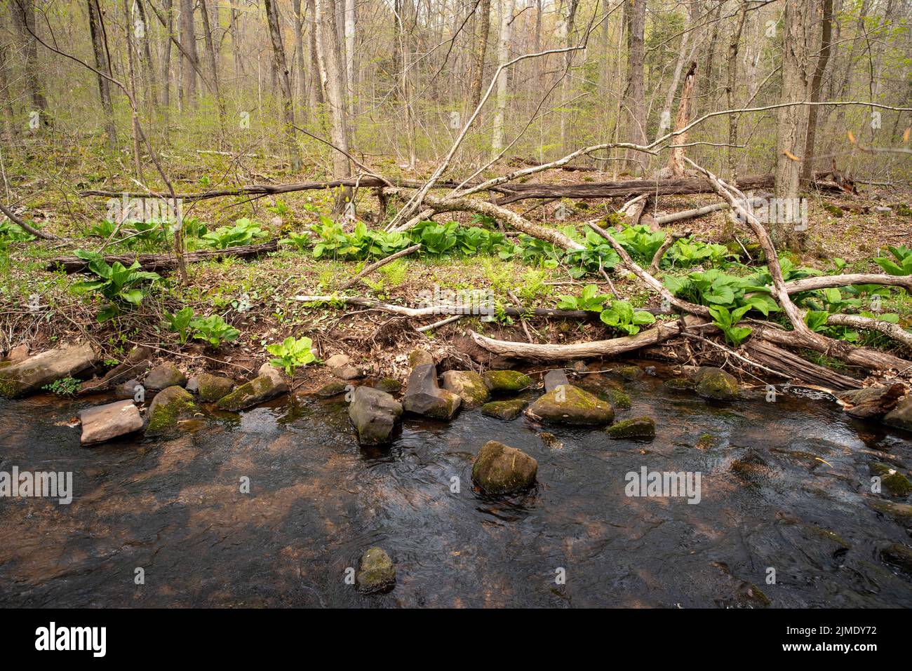 Pennstlvania creek stream bank image texture and color green leaves ...