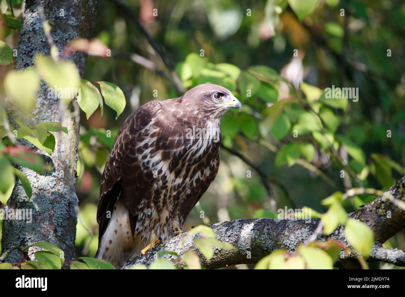 Buzzard tree hi-res stock photography and images - Alamy