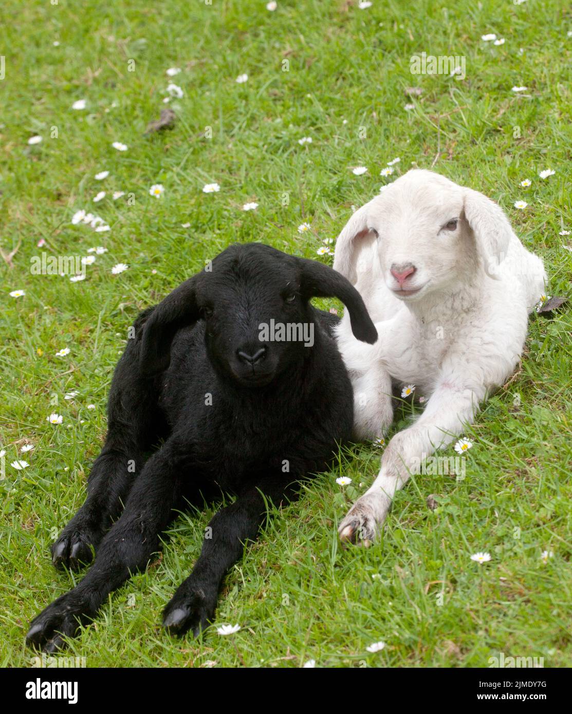 A black an a white sheep lying on the dike Stock Photo - Alamy