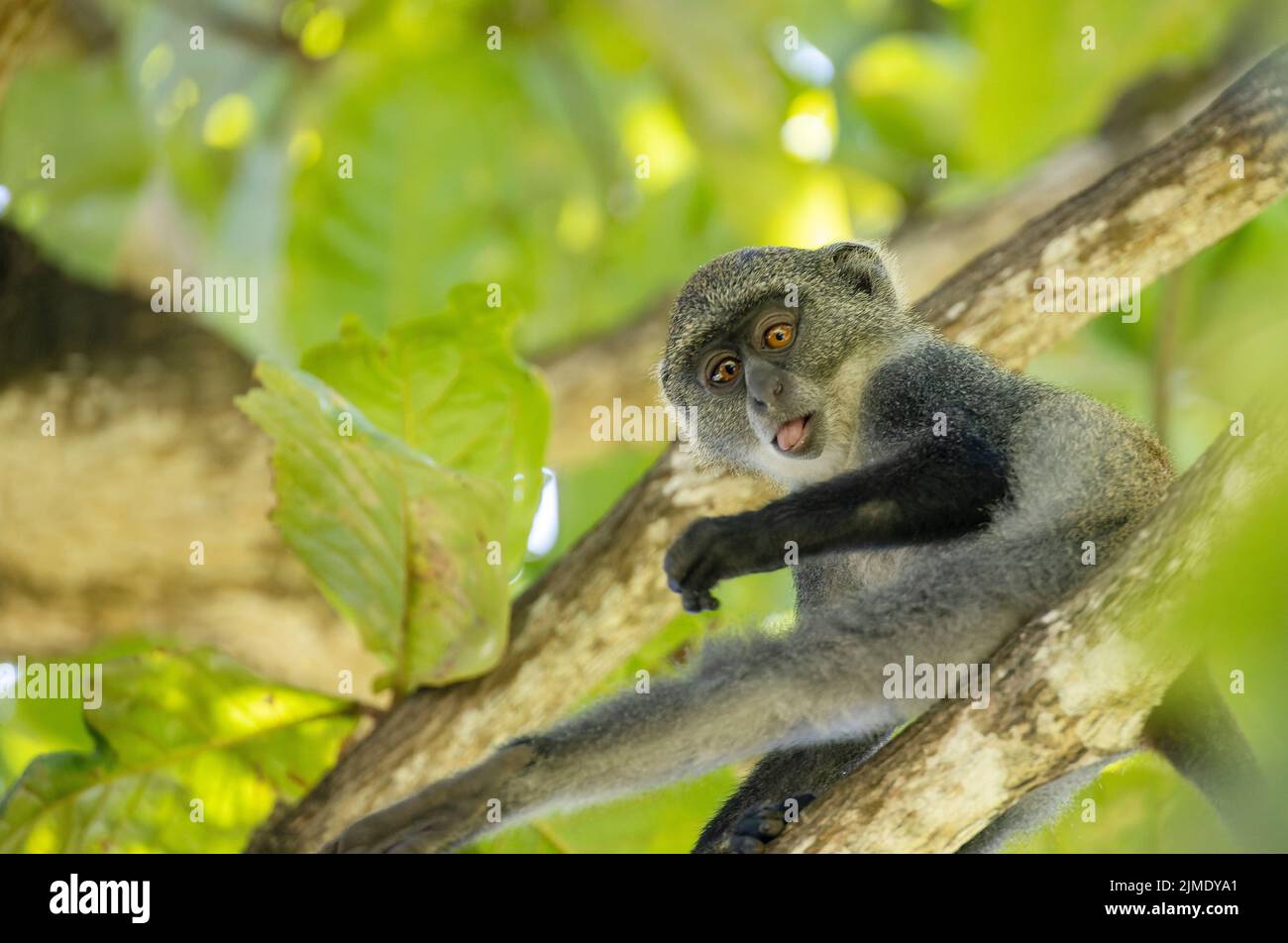 White-throated Monkey (cercopithecus albogularis) in a tree, Kenya ...