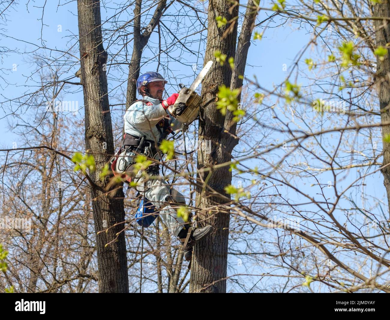 A worker in a helmet at the top of a tree cuts a branch with a chainsaw ...