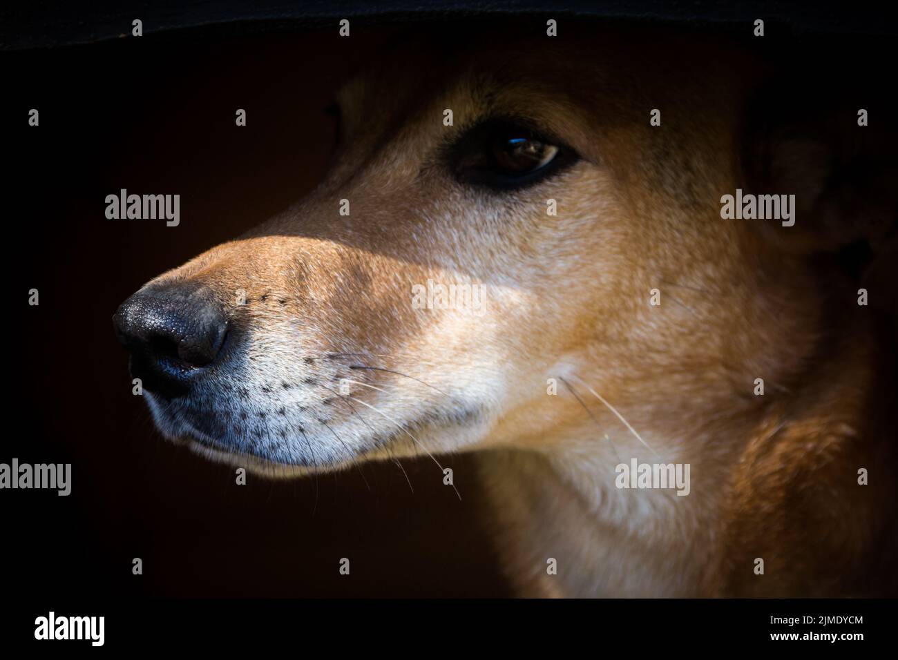 Portrait of a stray dog that suffers animal abuse in the streets Stock ...