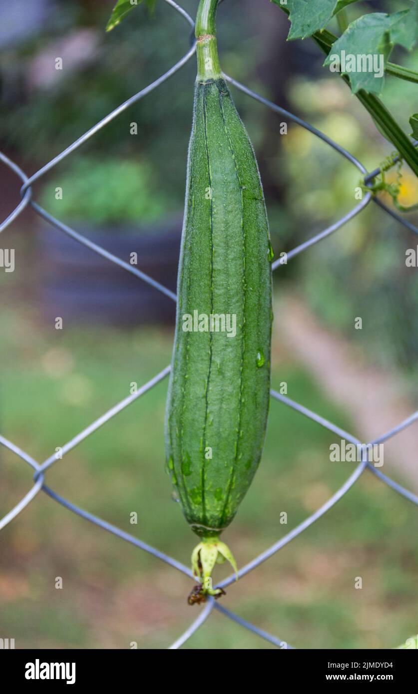 Immature luffa fruits to eat in the garden fence Stock Photo - Alamy