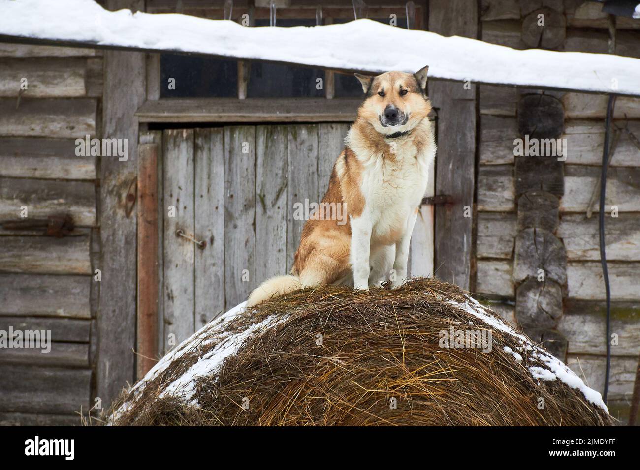 A dog sitting on a haystack Stock Photo - Alamy