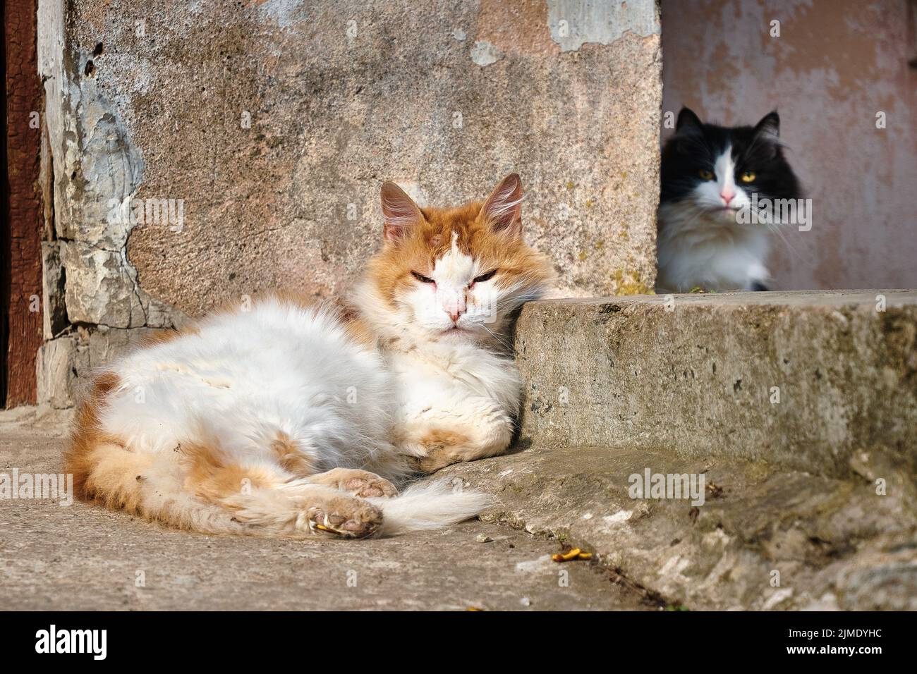 Red cat sleeping under the sun and black cat in the shade Stock Photo ...