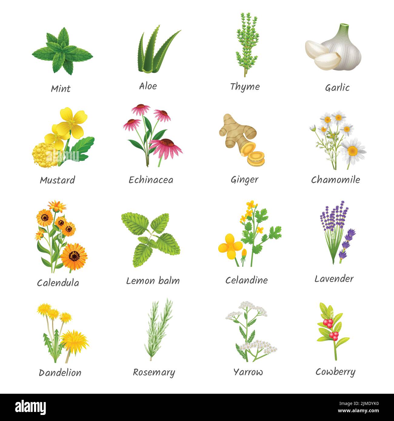 Herbs medicinal plants botanical illustration hi-res stock photography ...