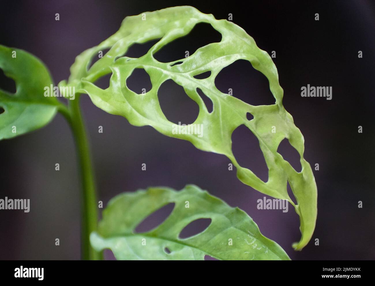 Monstera obliqua peru hi-res stock photography and images - Alamy