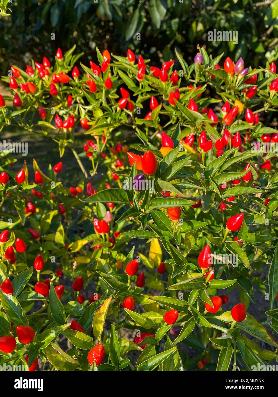 Red chilli tree hi-res stock photography and images - Alamy