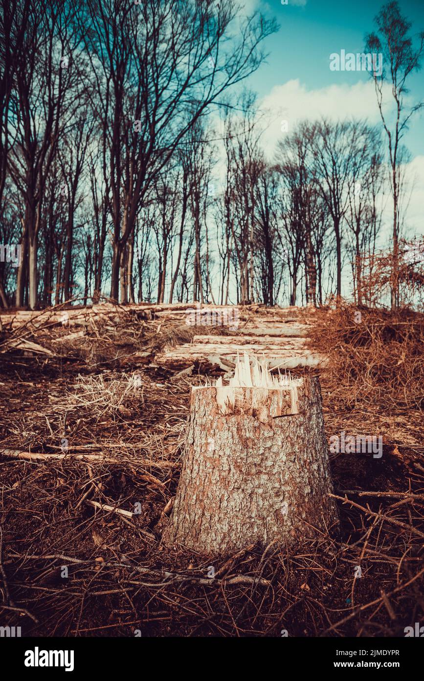 Illegal deforestation. The destruction of the forest Stock Photo - Alamy
