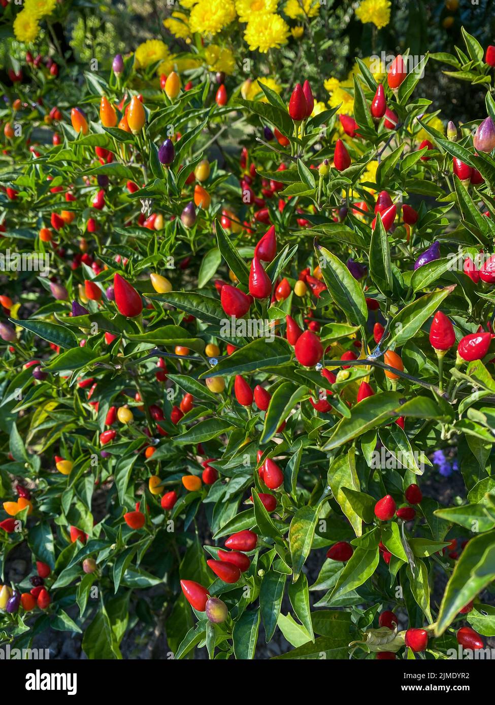Green chilli tree hi-res stock photography and images - Alamy