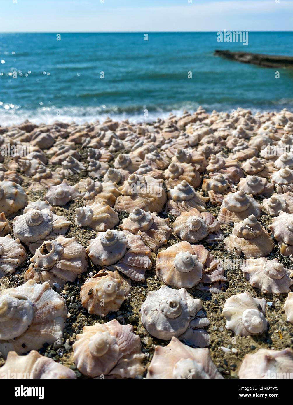 Sea shells on the beach Stock Photo - Alamy