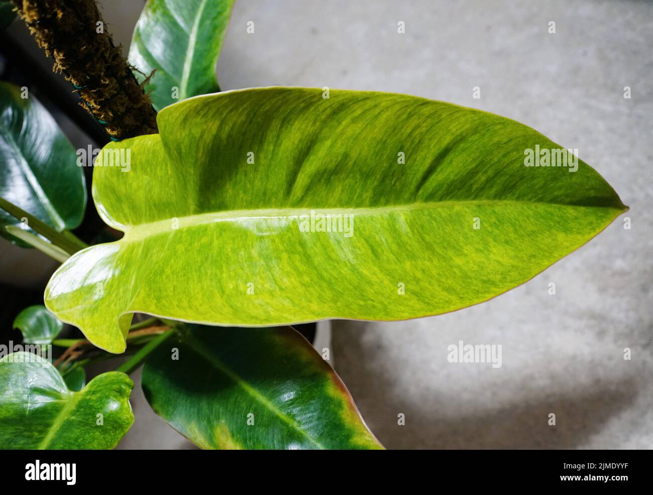 Beautiful speckled green and yellow leaf of Philodendron Calkin's Gold ...