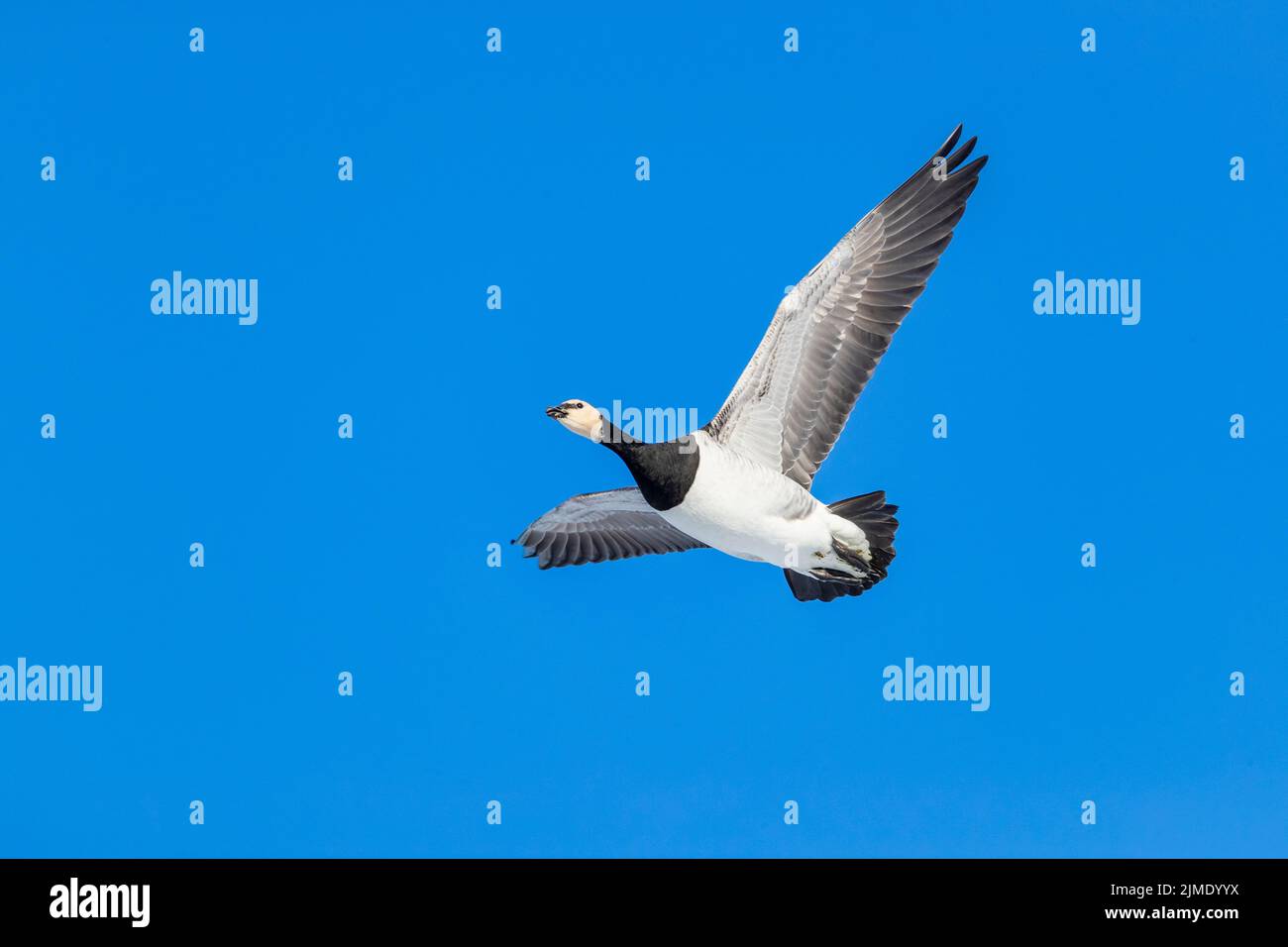 Barnacle Goose in flight / Branta leucopsis Stock Photo - Alamy