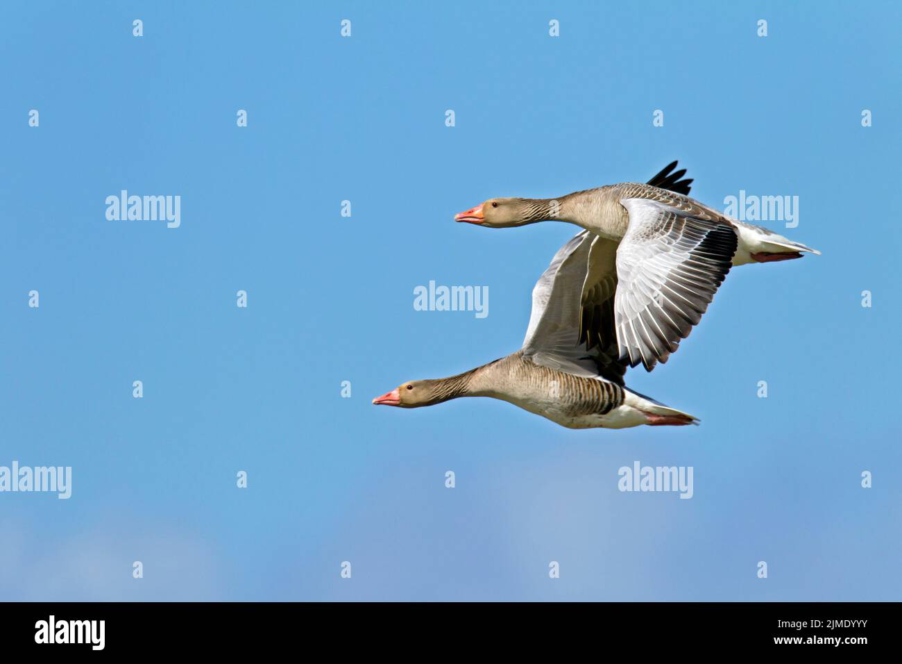 Greylag Geese in flight / Anser anser Stock Photo - Alamy