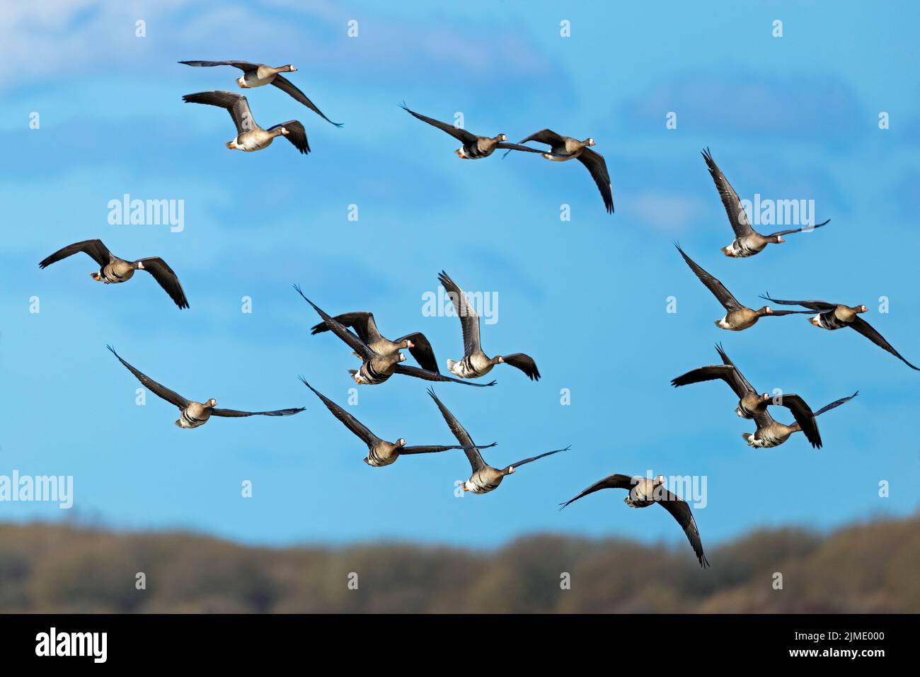 Greater White-fronted Geese during the migration at the German North ...