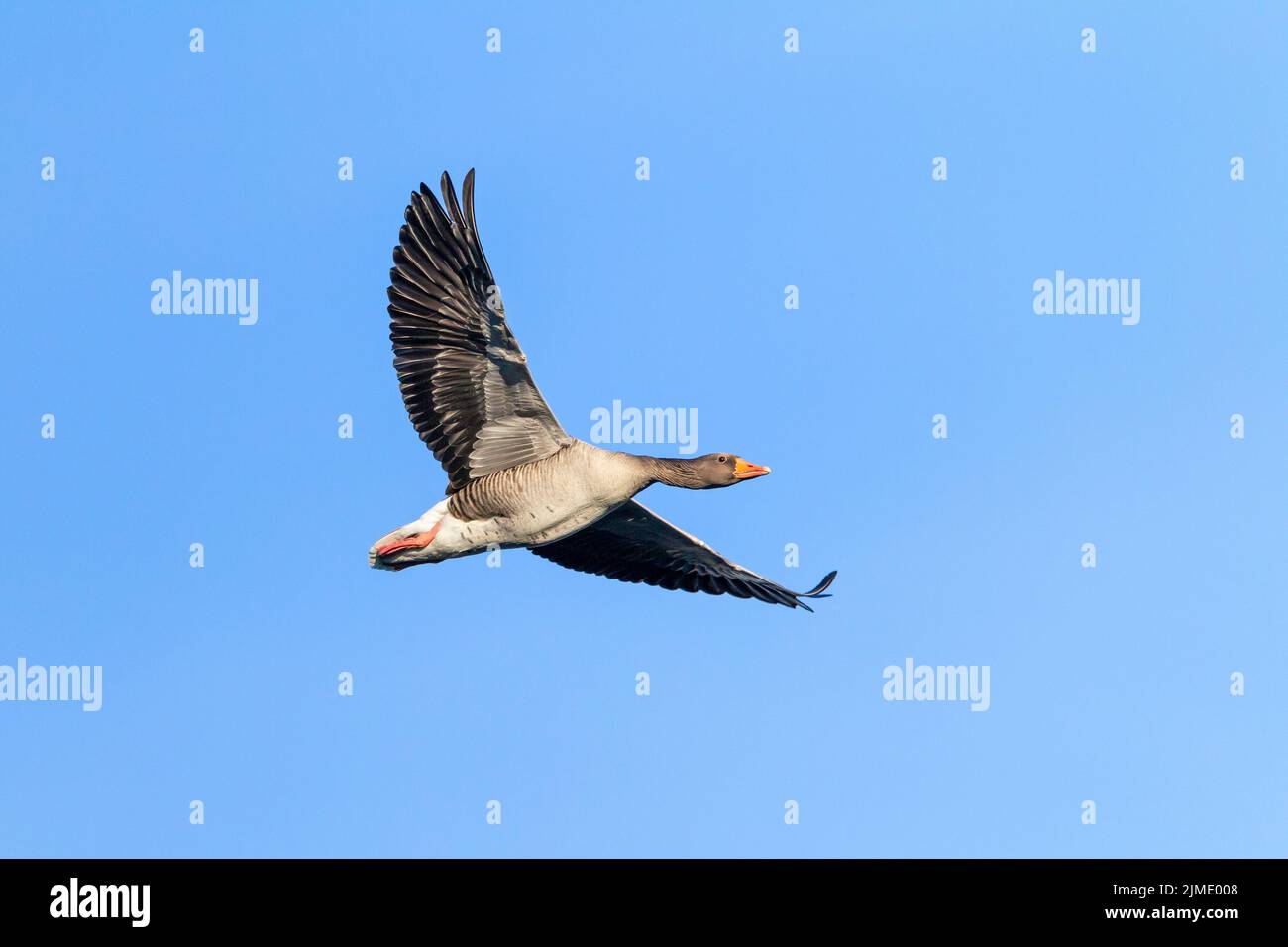 Grey goose in flight hi-res stock photography and images - Alamy