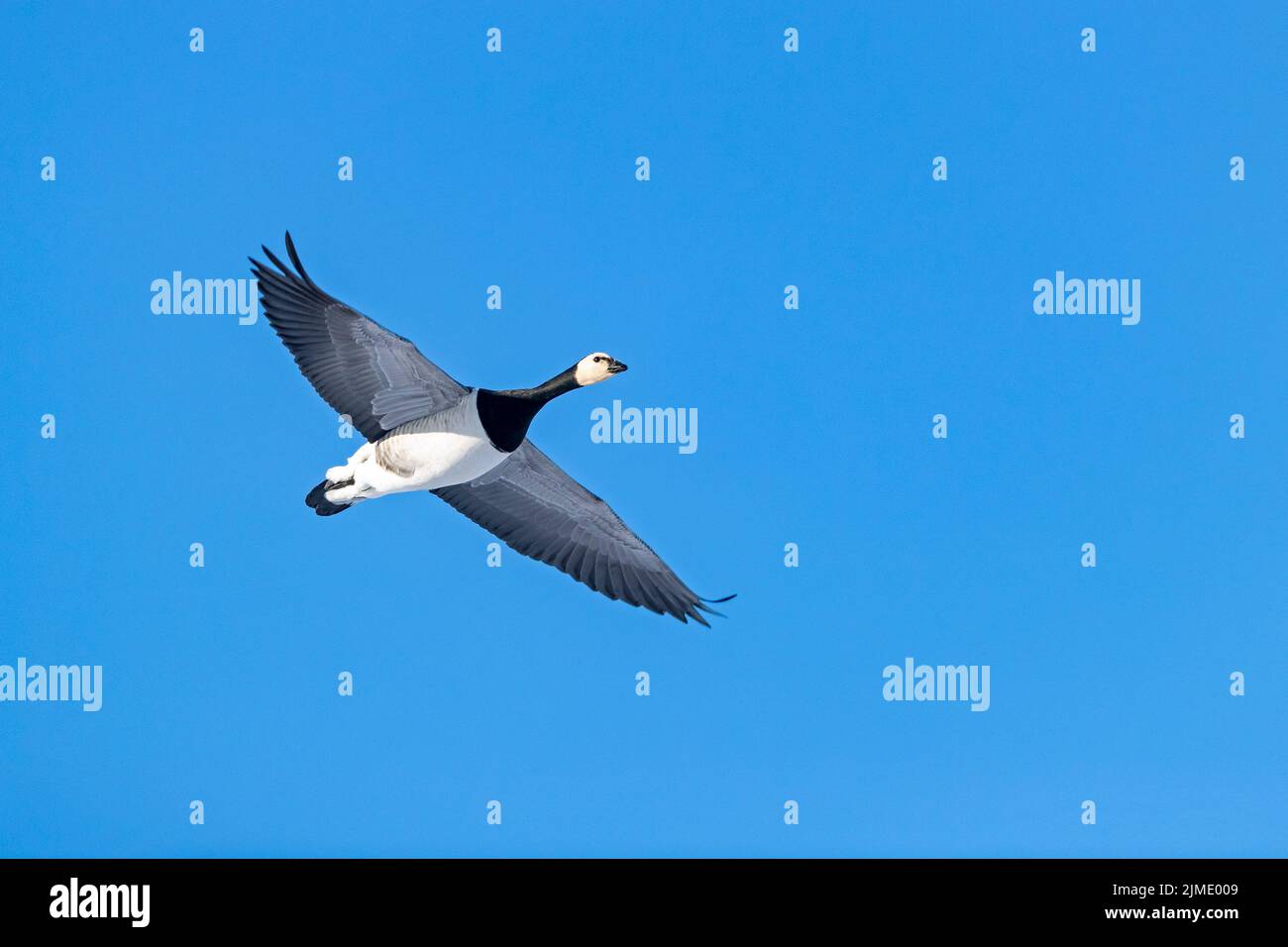 Barnacle goose migration hi-res stock photography and images - Alamy