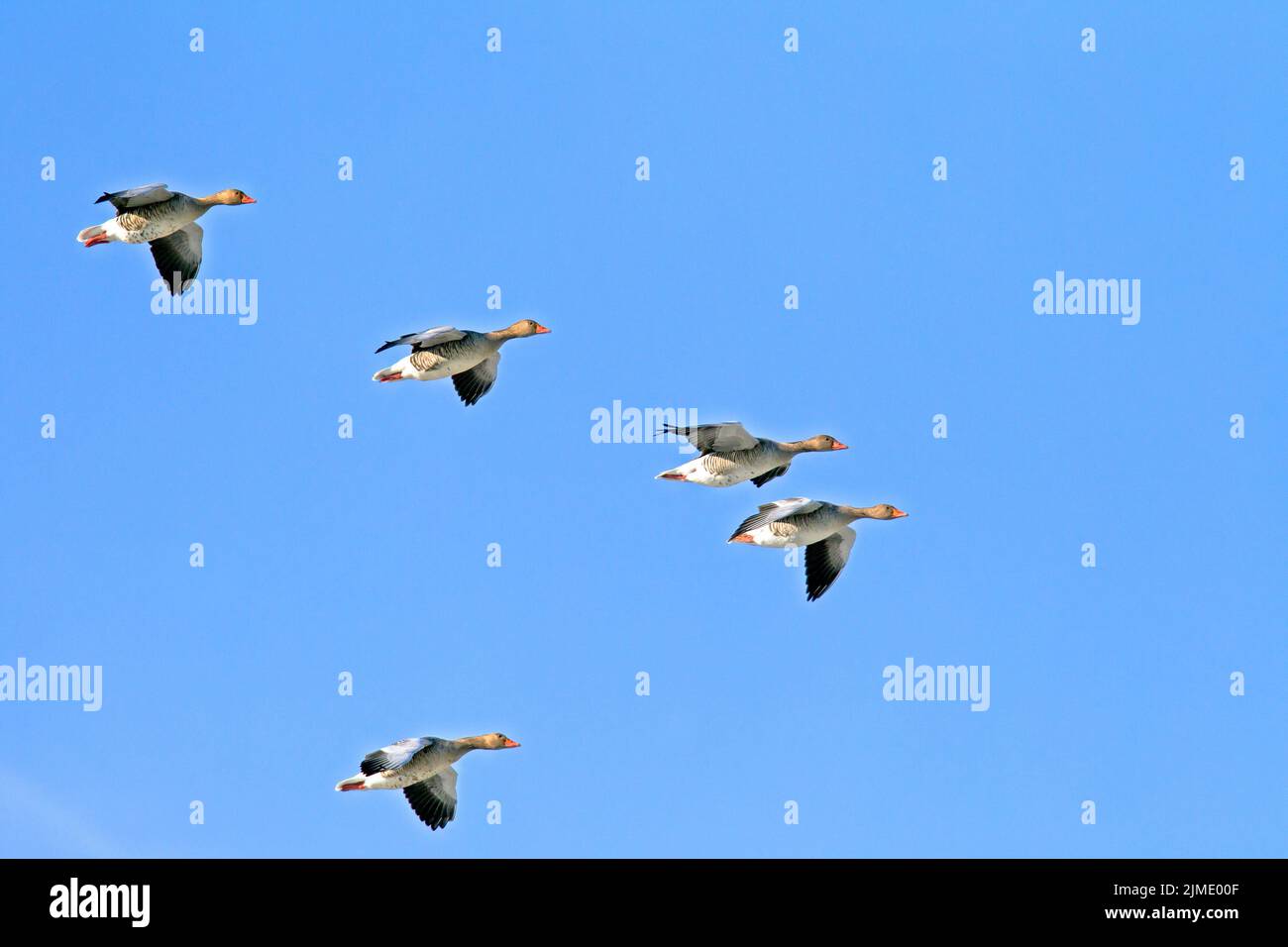 The passage of the wild geese hi-res stock photography and images - Alamy