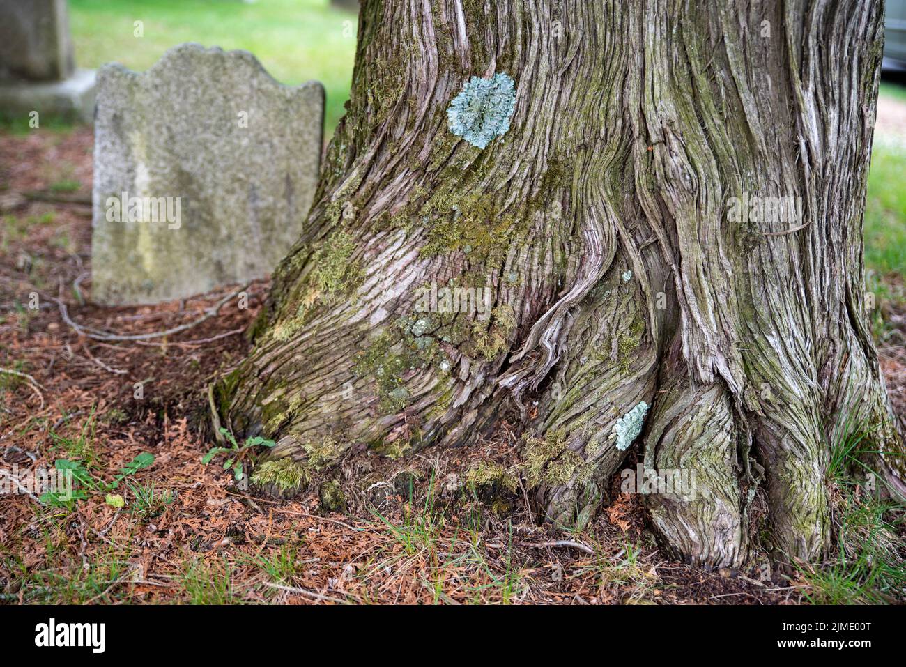 Swirling texture tree bark in cemetery by anciant grave stone Stock ...