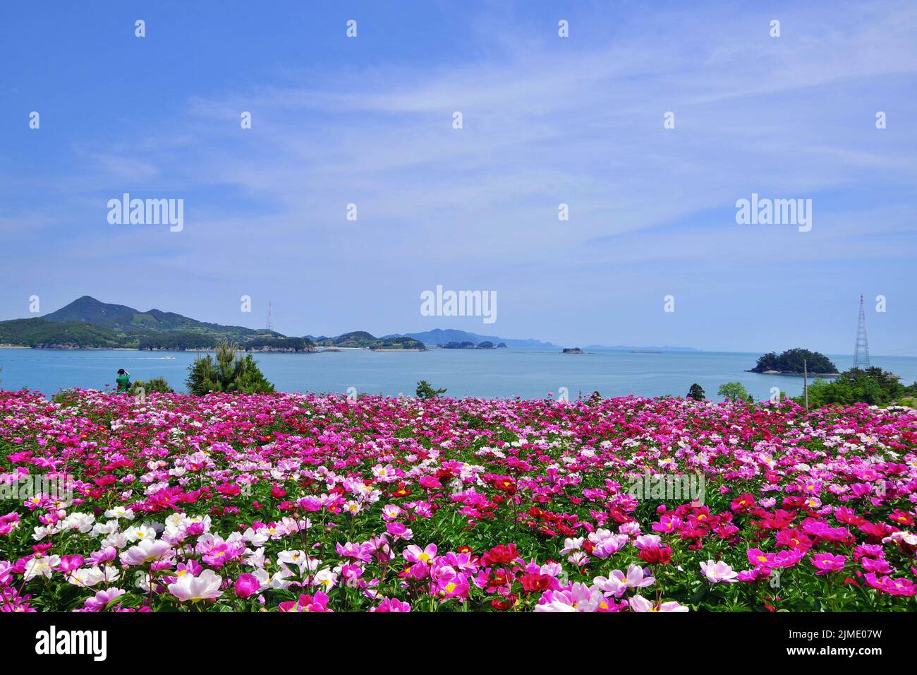 Peony flower field overlooking the sea Stock Photo - Alamy