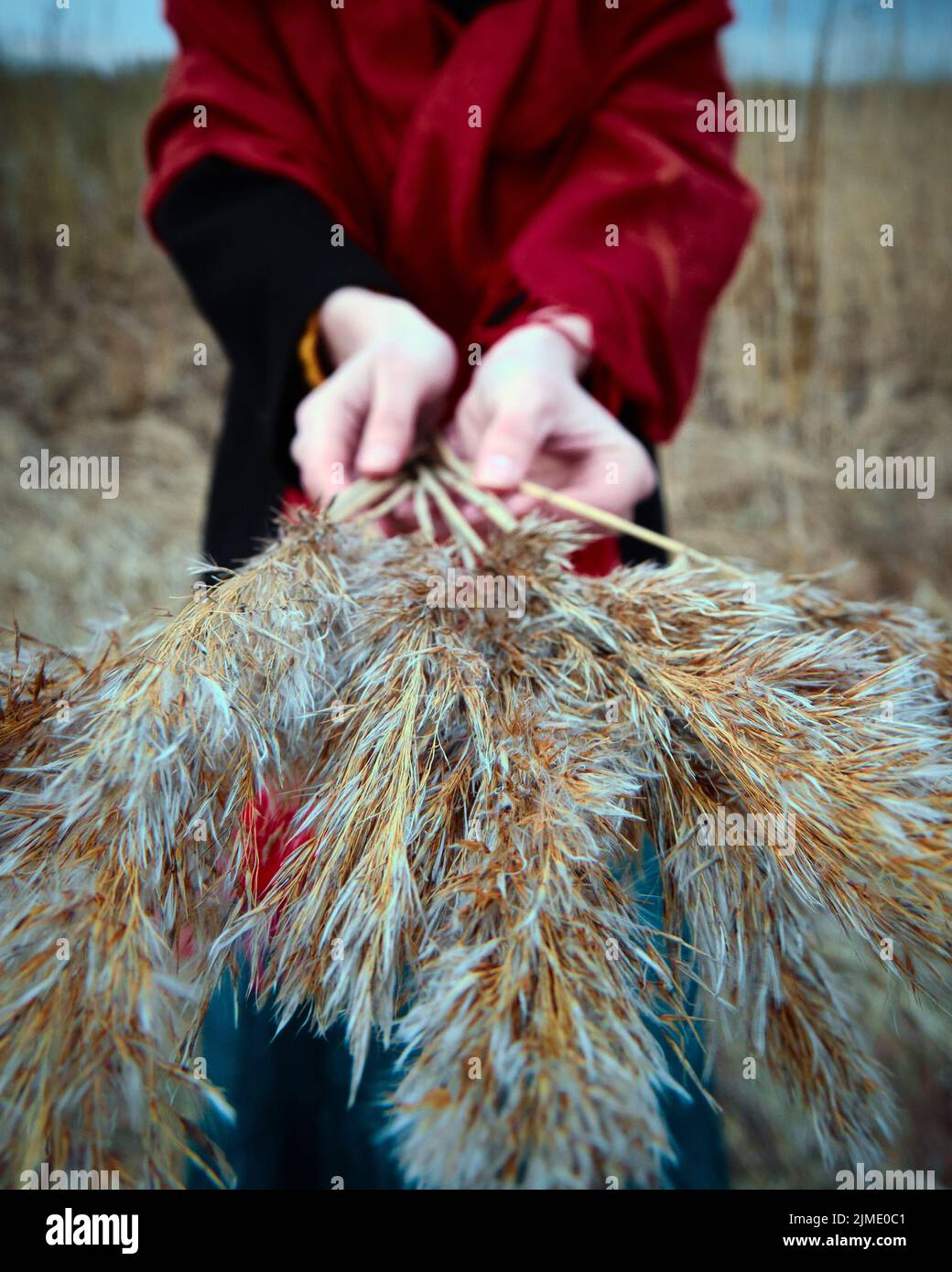 The young woman's hand hold a branch of dry reeds Stock Photo - Alamy