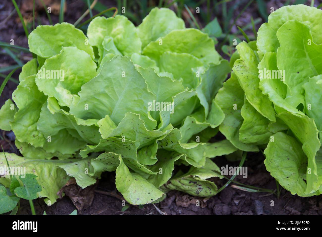 Lettuce plants in the organic garden in summer, called Lactuca sativa ...