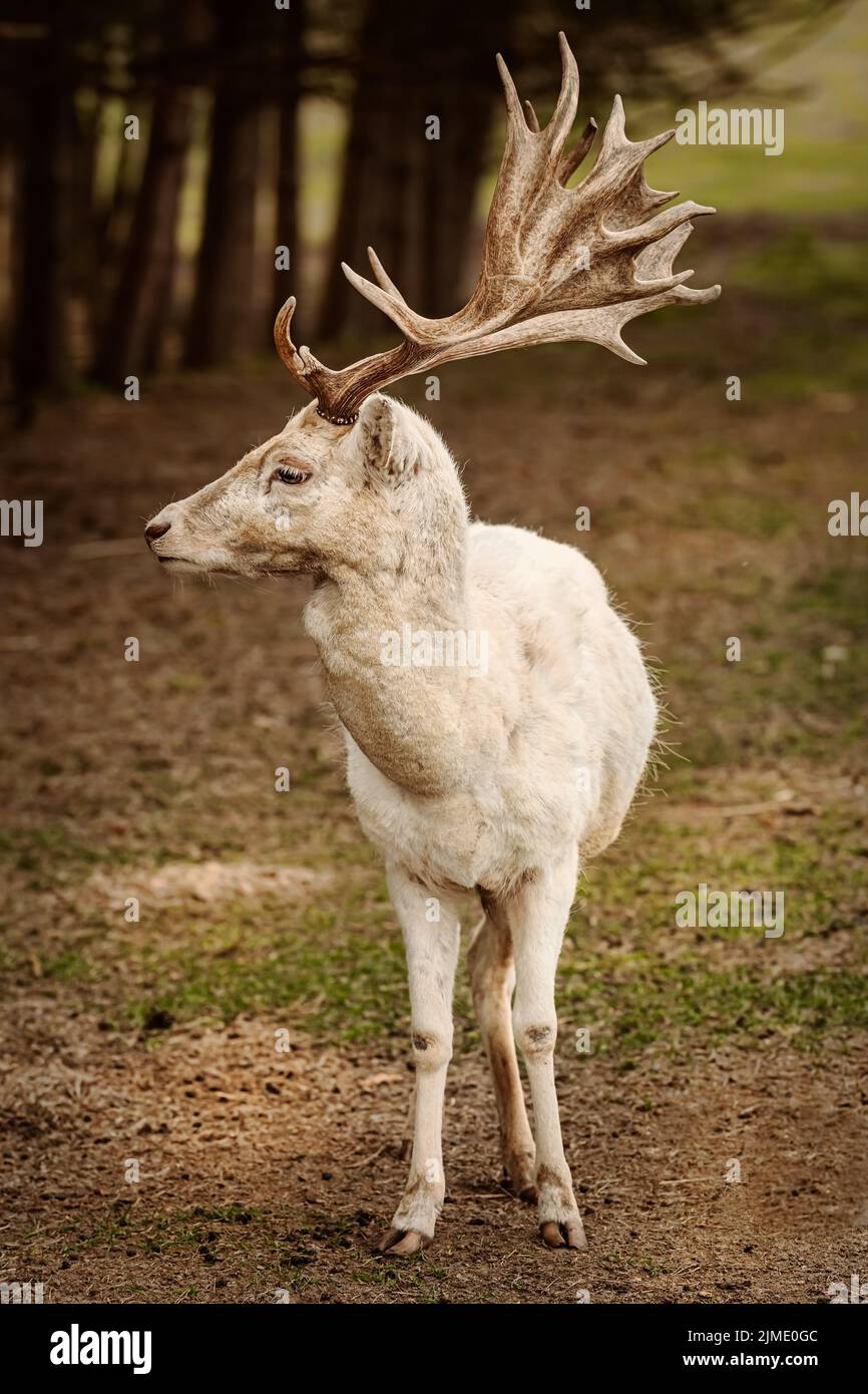 Portrait of white fallow deer Stock Photo - Alamy
