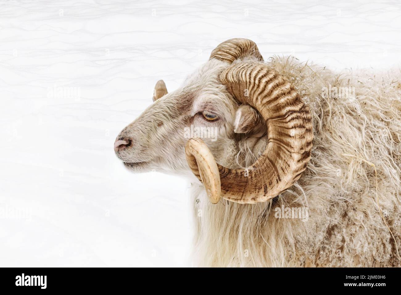 Portrait of a ram Stock Photo - Alamy