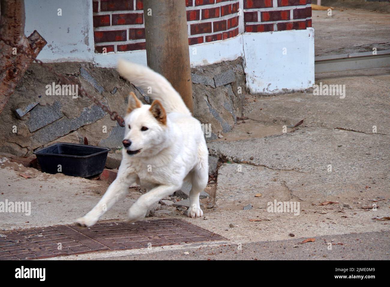 Strain dog hi-res stock photography and images - Alamy