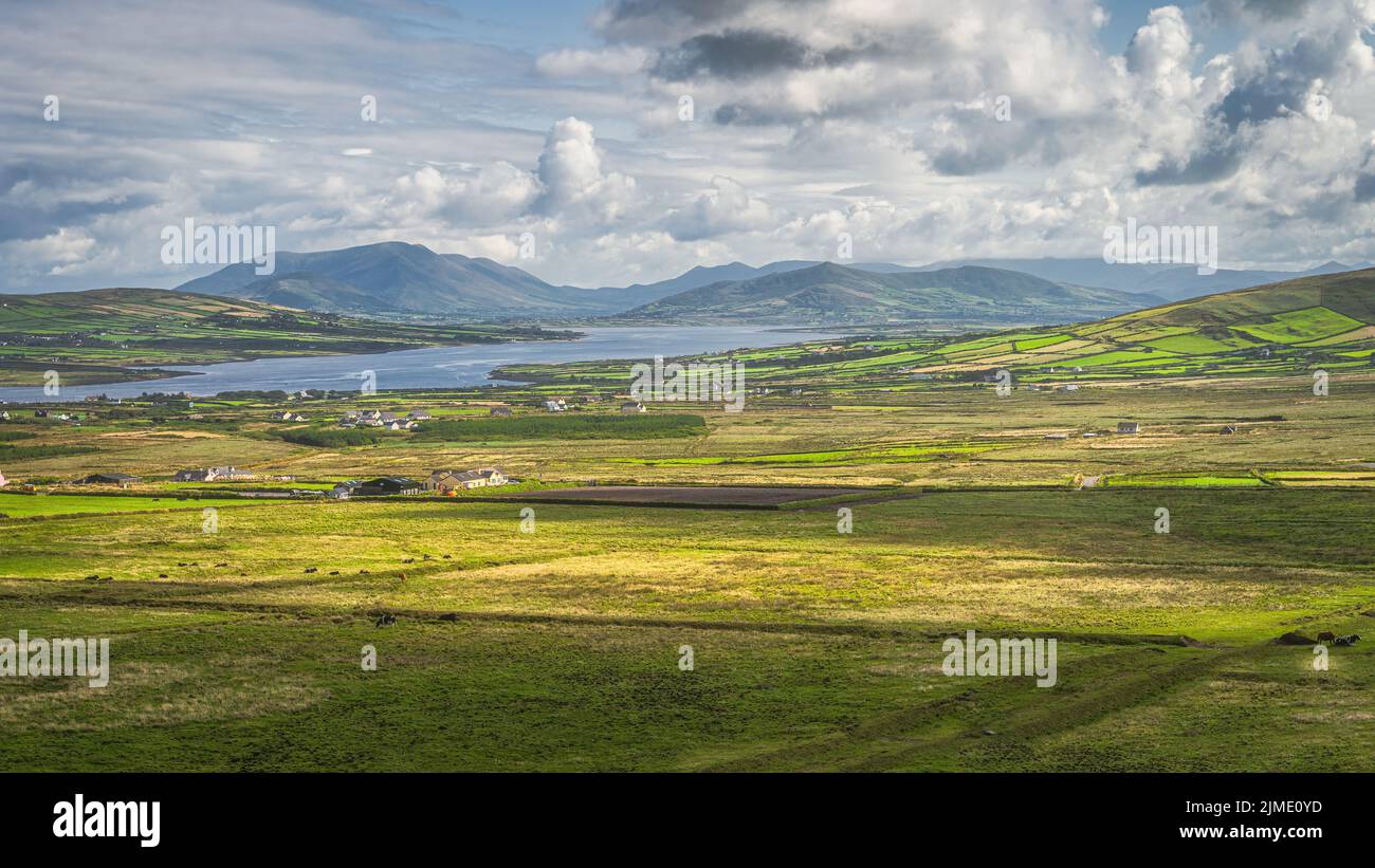 View from Kerry Cliffs on grazing cattle on fields and pastures of ...