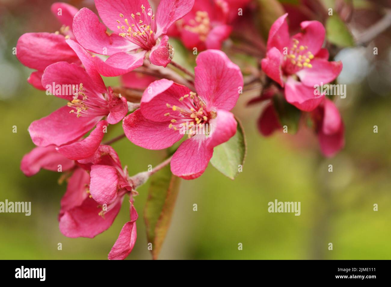 Springtime Cherry Blossoms Stock Photo - Alamy