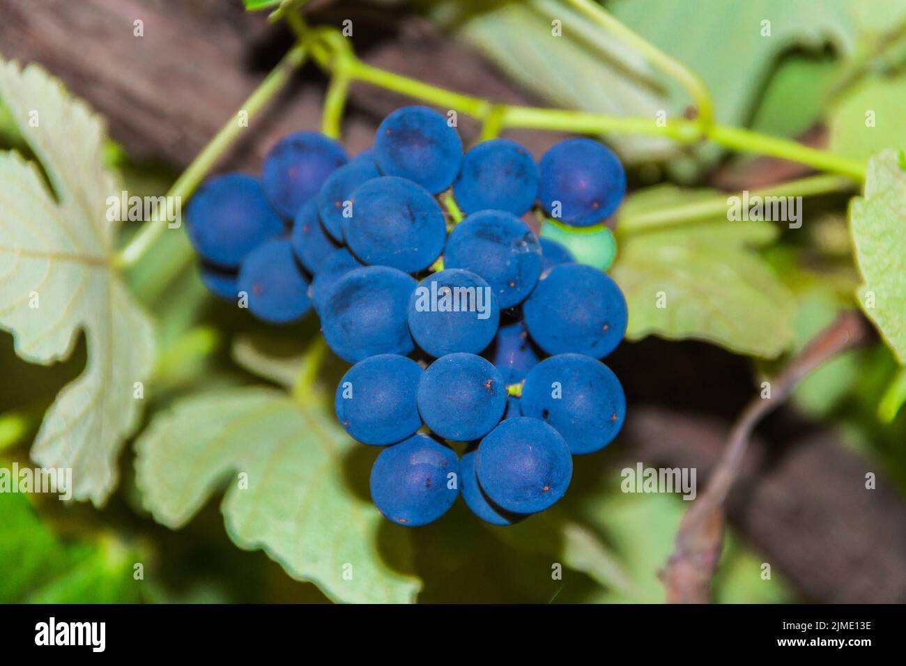 Detail of a bunch of blue grapes of the Vitis labrusca variety in the ...