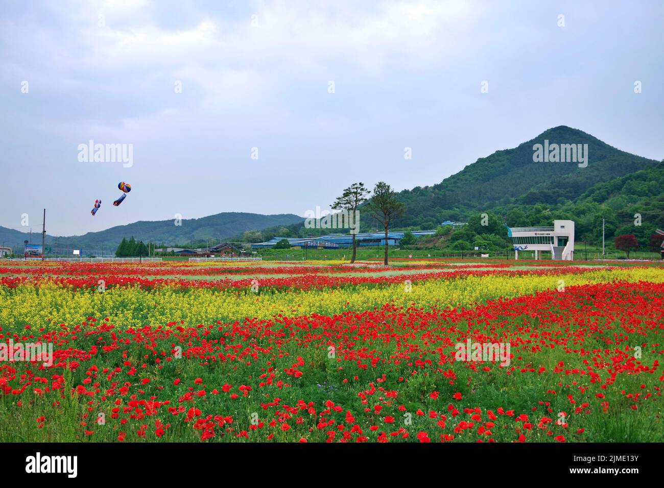 Wide flower field hi-res stock photography and images - Alamy