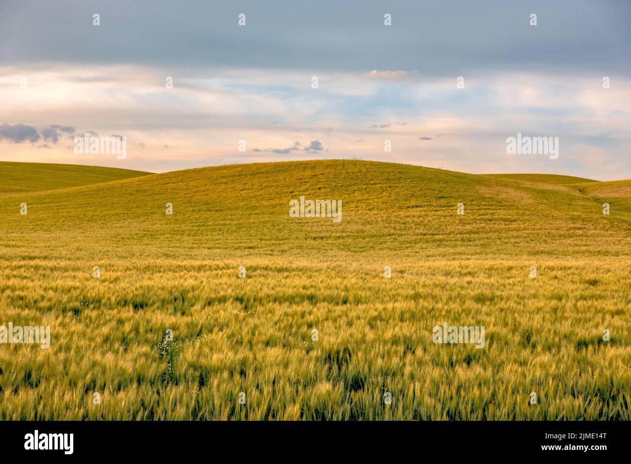 Rolling hills and Farm Land at palouse washington Stock Photo - Alamy