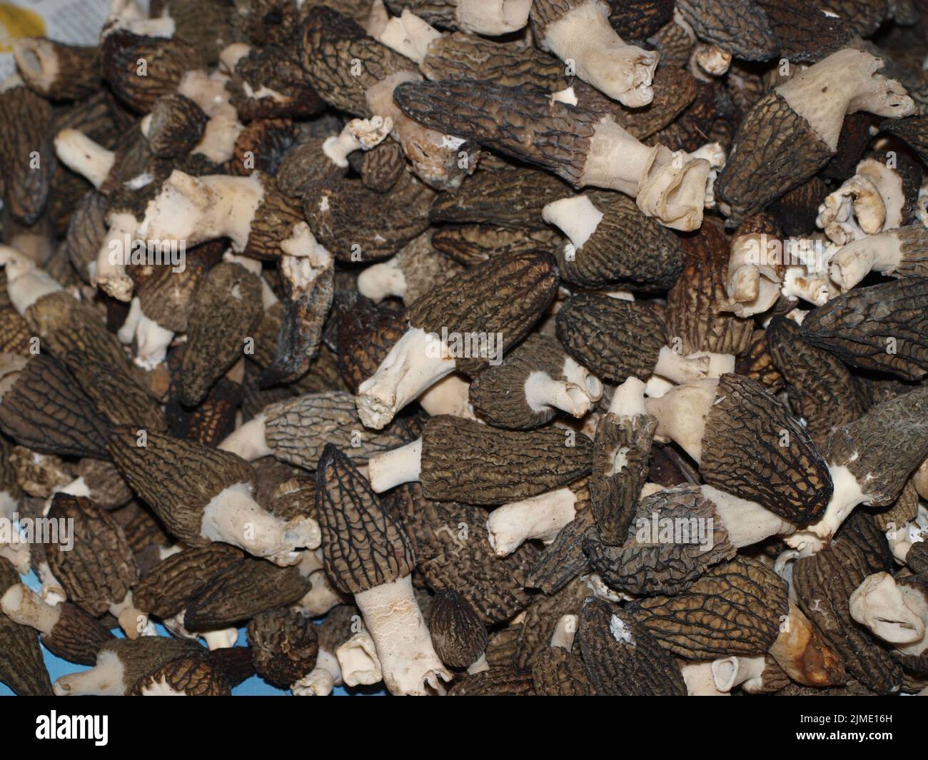 Black Morel, Morchella elata Stock Photo - Alamy