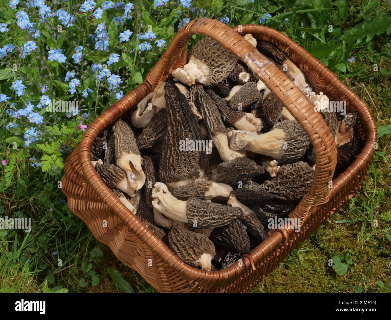 Basket with black morels Stock Photo - Alamy