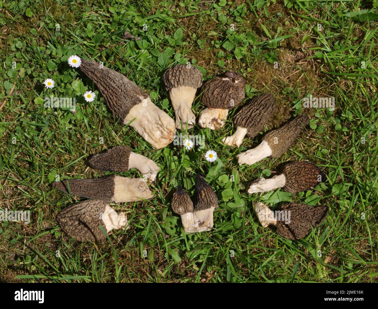Black Morel, Morchella elata Stock Photo - Alamy