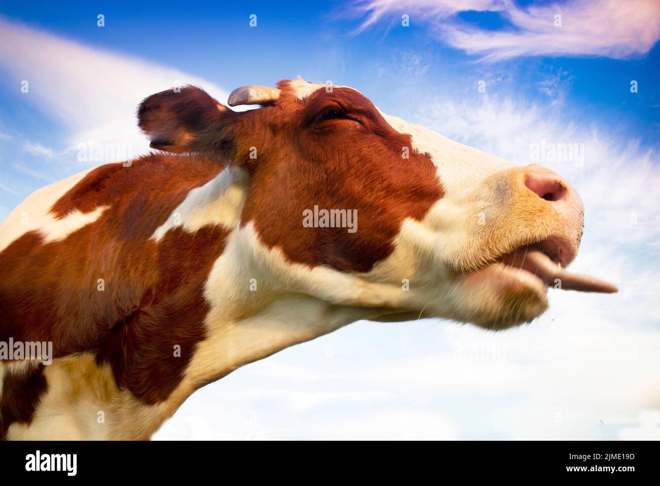 Spotted cow hi-res stock photography and images - Alamy