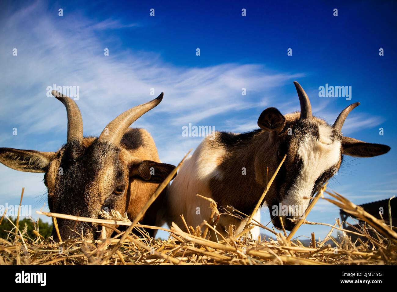 Lunch break of the common goat Stock Photo - Alamy