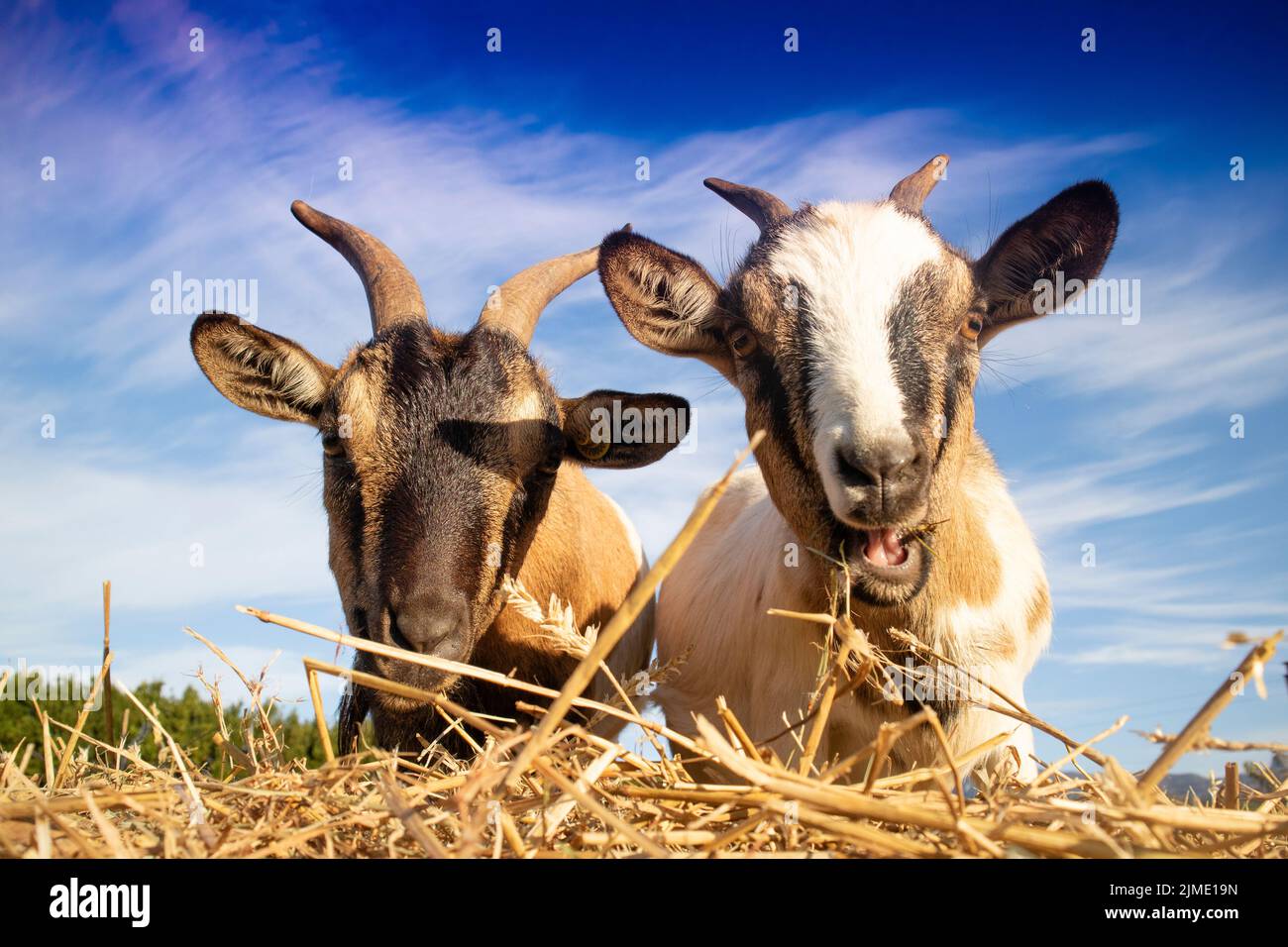 Lunch break of the common goat Stock Photo - Alamy
