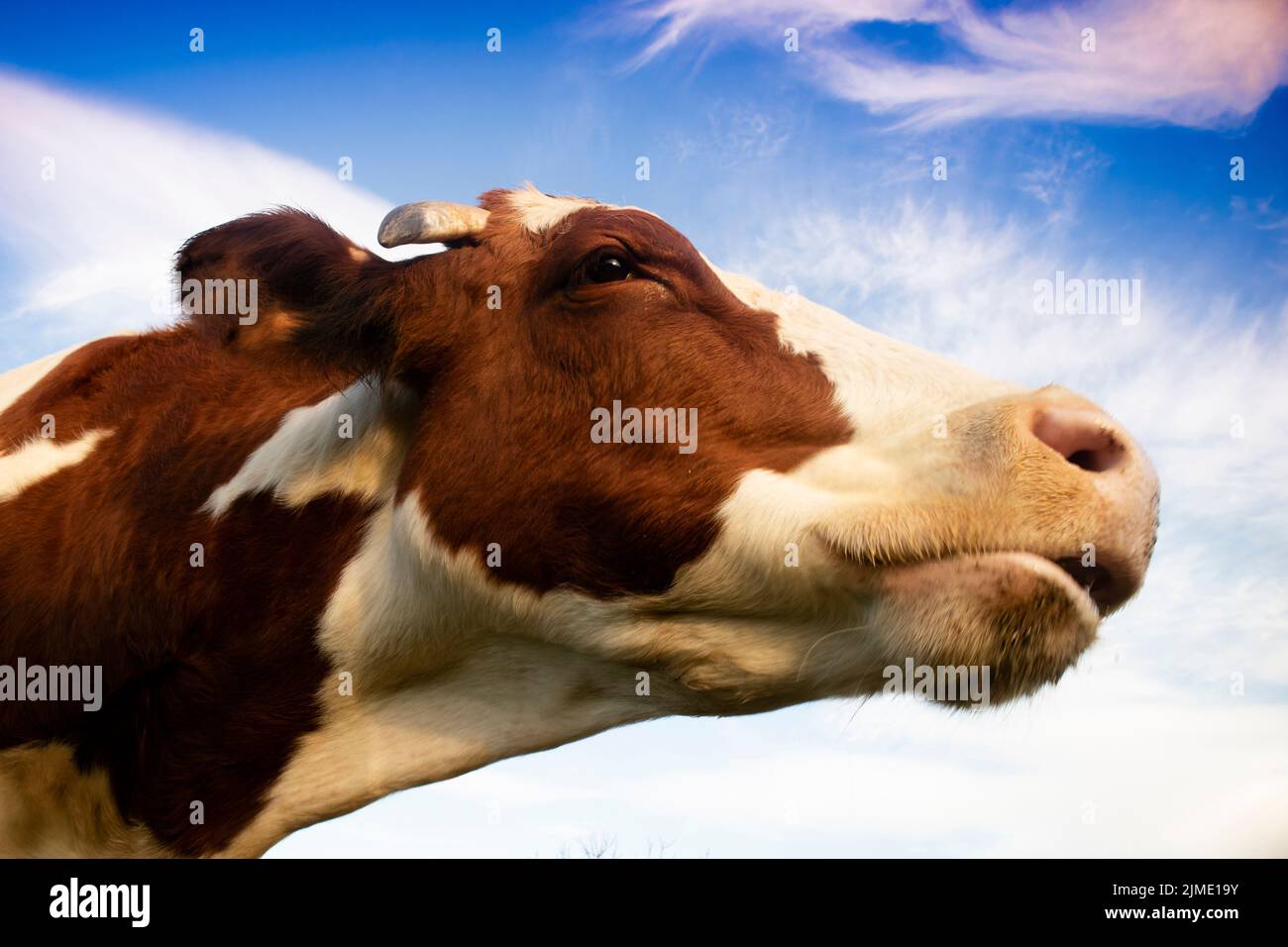 Red spotted cow hi-res stock photography and images - Alamy