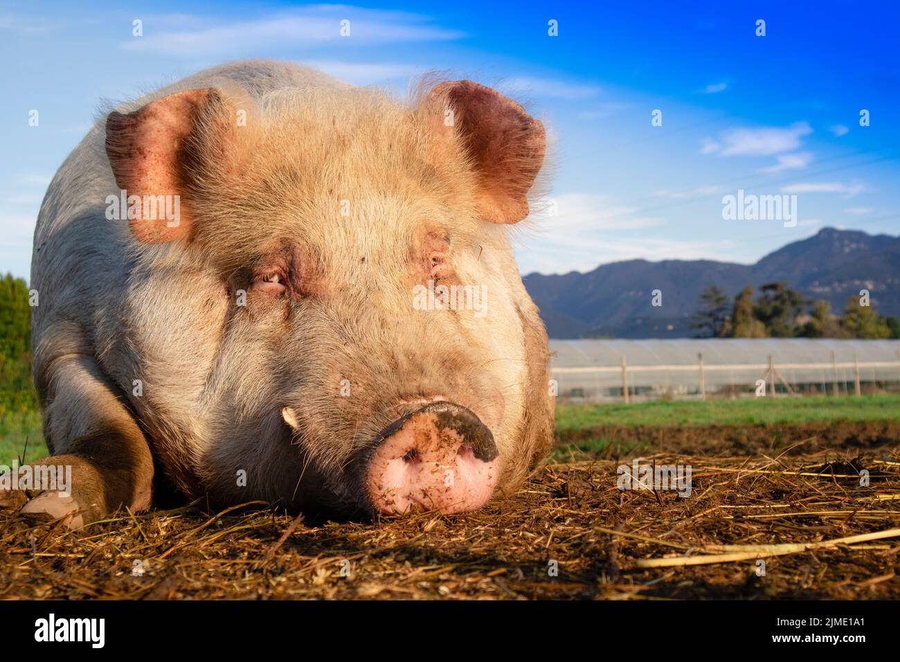 Portrait of a pig in the moment of rest Stock Photo - Alamy