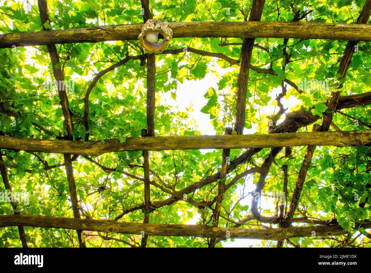Pergola covered by the vine plant Stock Photo - Alamy