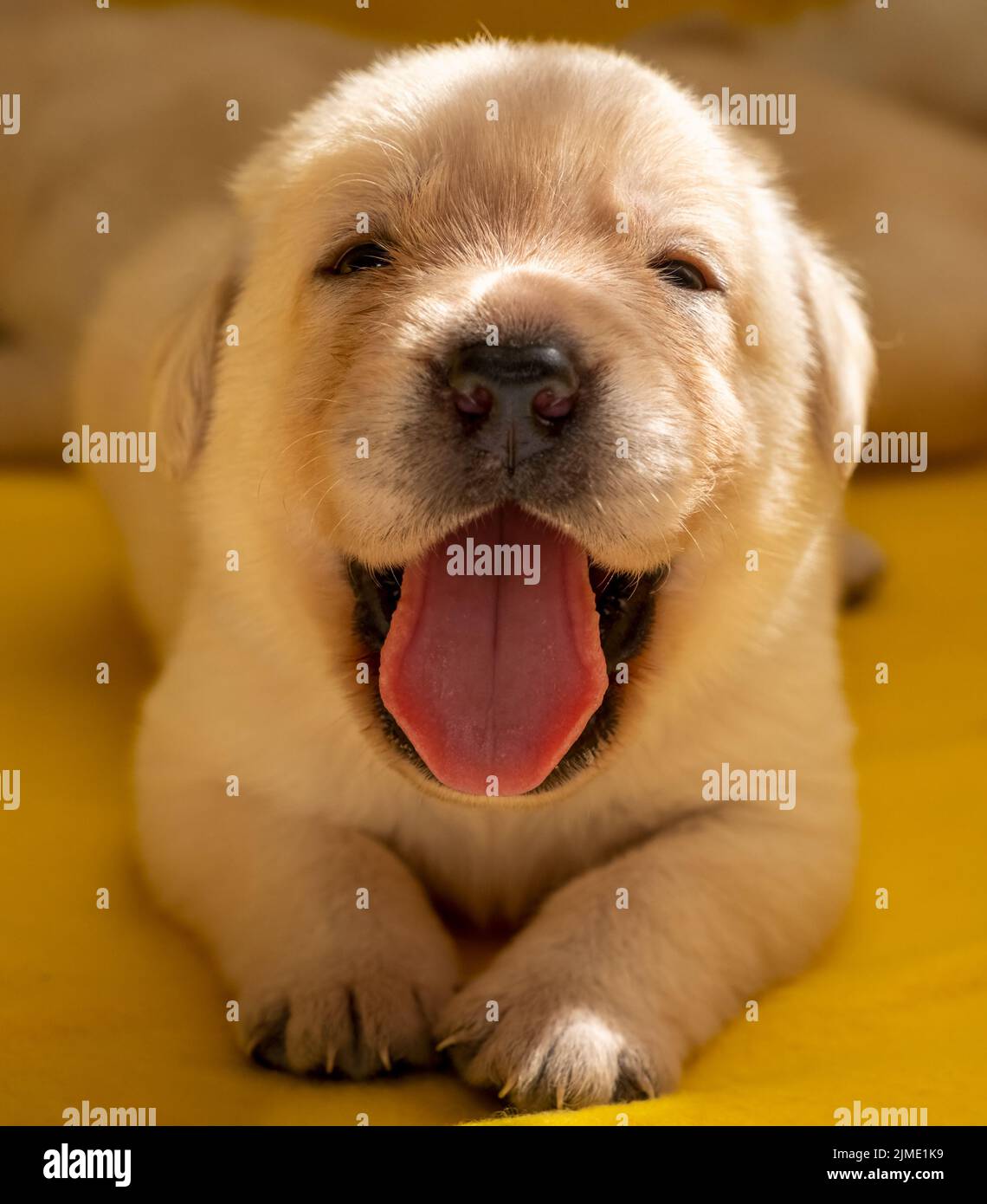 Young labrador puppy hi-res stock photography and images - Alamy